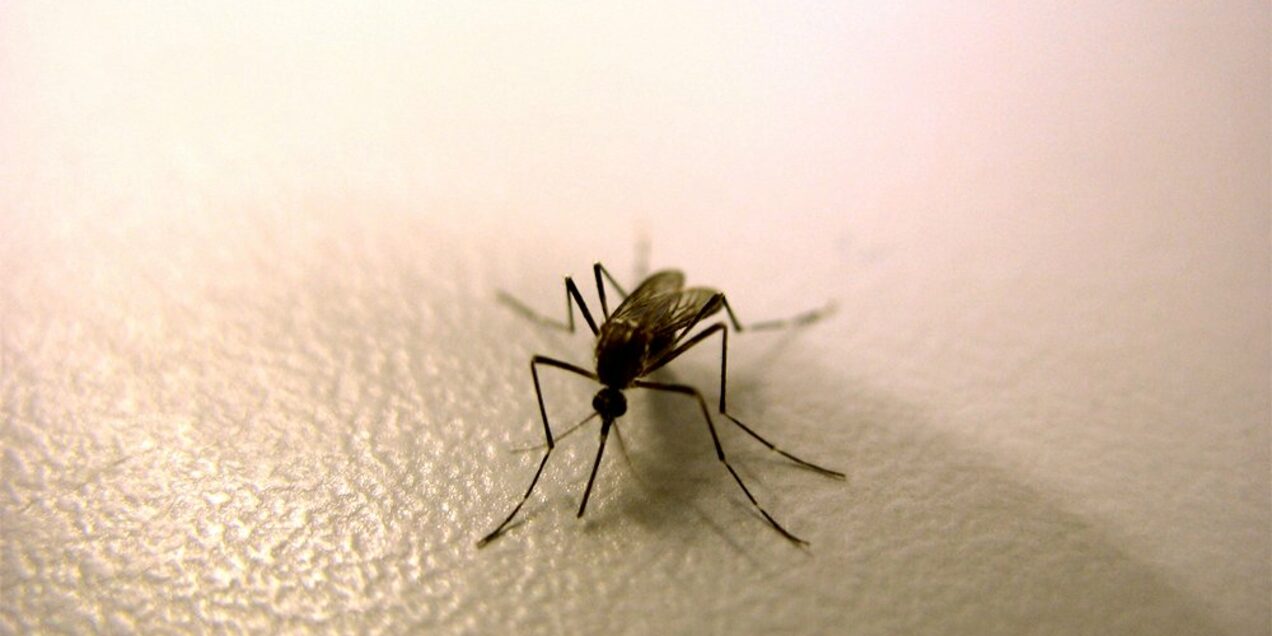 Disease-Carrying Insects | Washington County, OR