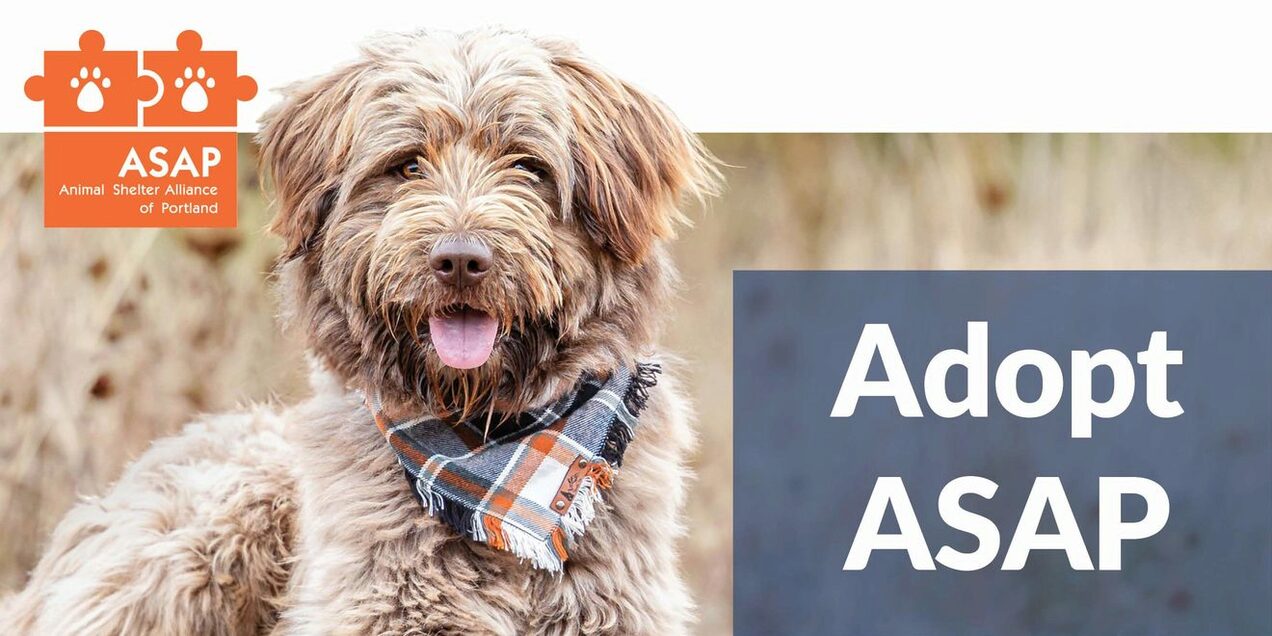 Adopt ASAP: Local Shelters Unite to Inspire Pet Adoptions | Washington ...