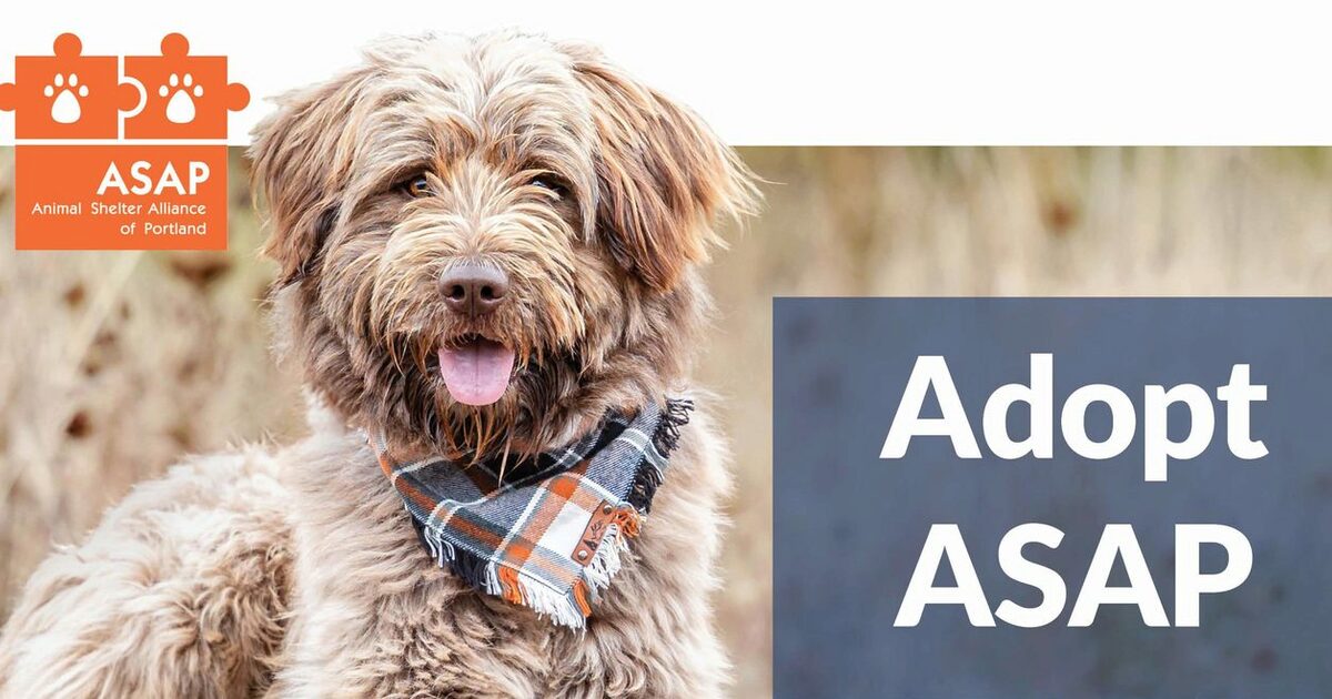Adopt ASAP: Local Shelters Unite to Inspire Pet Adoptions | Washington ...